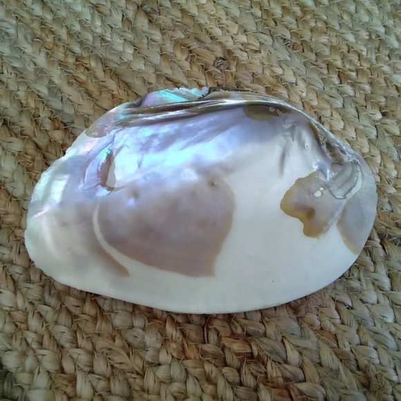Accents | Real Abalone Sea Shell | Poshmark